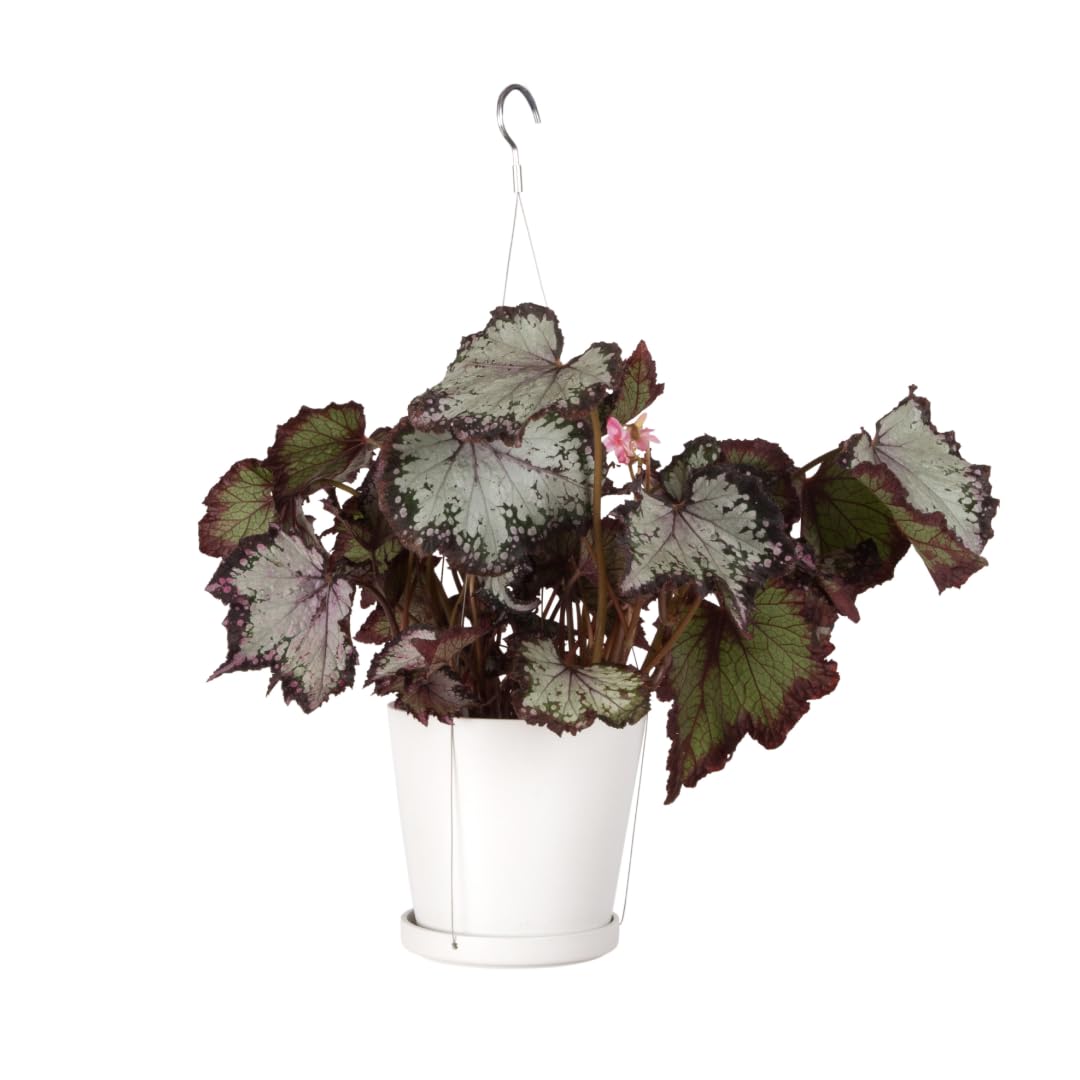 Amazon.com: The Flaccid Cactus Modern Hanging Pot & Saucer - 7 Inch ...