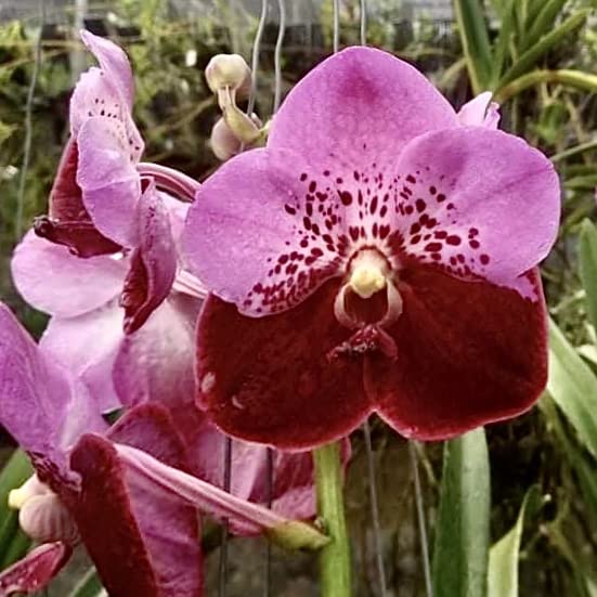Rochfern Live Orchid Vanda Medium size plant (Two tone pink) : Amazon ...