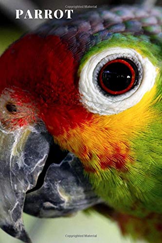 Parrot: Notebook with Animals for Kids, Notebook for Drawing and ...