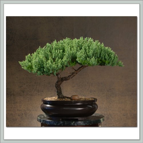 Amazon.com : Bonsai Tree Juniper | Mensa : Bonsai Plants : Grocery ...