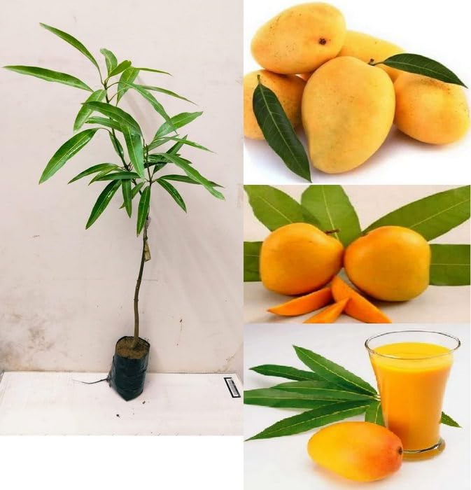 Cloud Farm Langra Mango Plant - King Of Varieties Grafted Live Tree(1 ...