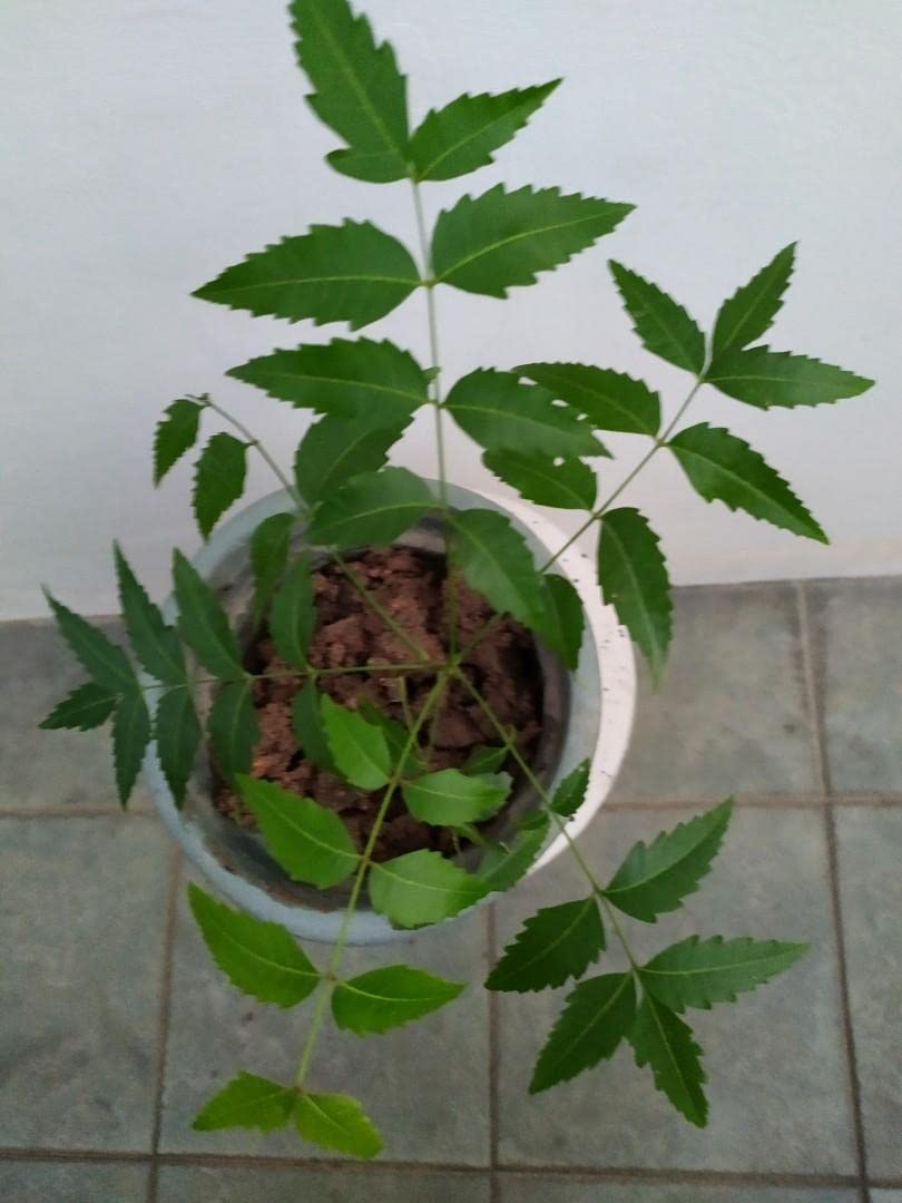 Cloud Farm Live Herbal Neem(azadirachta indica) Plant Small Bright ...