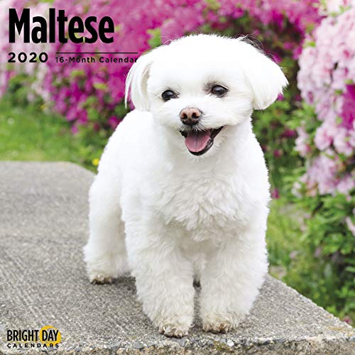 Maltese Wall Calendar 2020: BRIGHT DAY: 9781684601578: Amazon.com: Books