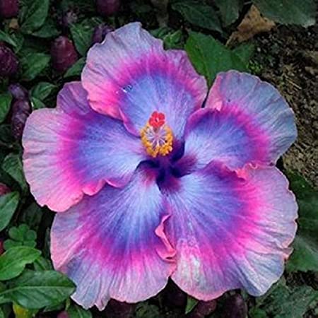 TARULATA PLANTS MARKET HIBISCUS FLOWER PLANT : Amazon.in: Garden & Outdoors