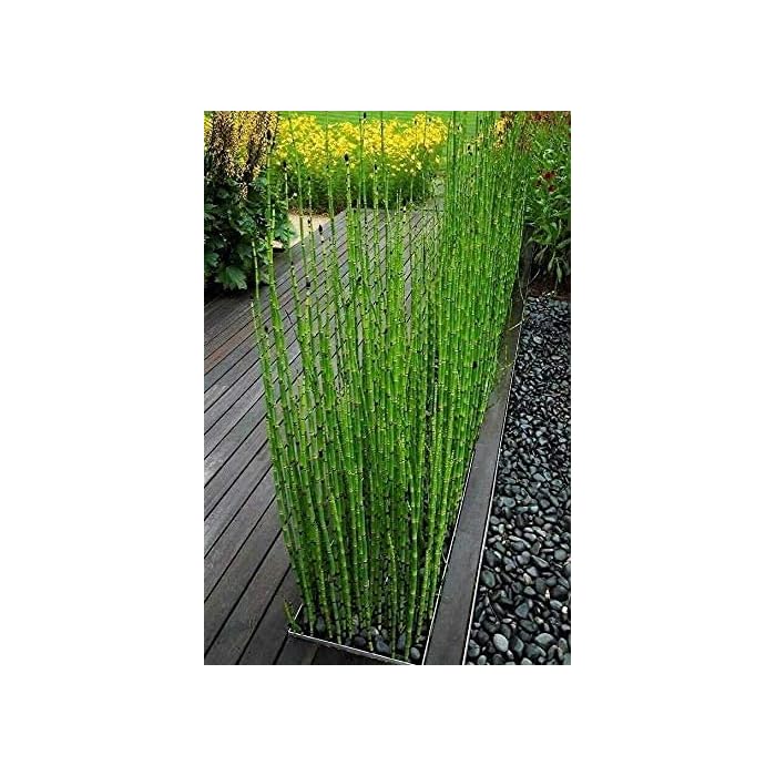 Buy 10 x Horsetail Reed That Looks Like Mini Bamboo (Equisetum Hyemale ...