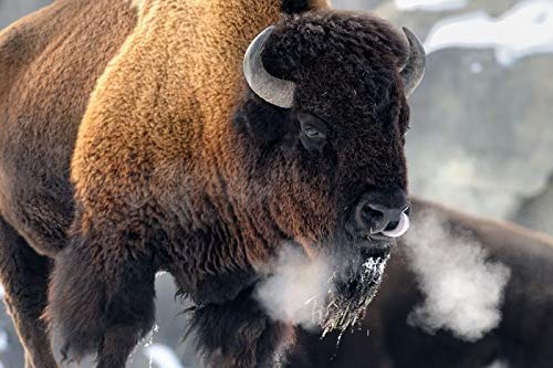 Cold Breath In Winter