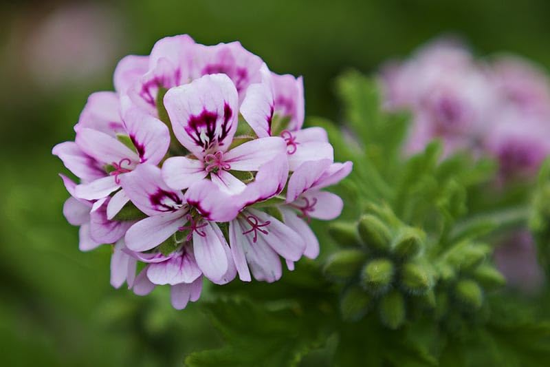 35+ Seeds- Scented Geranium Flower Seeds - Natural Insect Repellent ...
