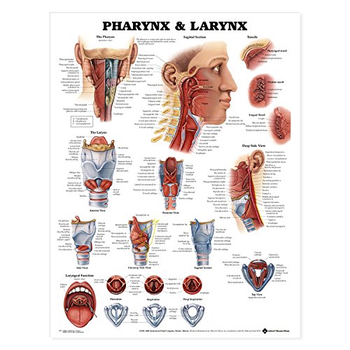 Anatomía De La Faringe Y La Laringe Faringe (garganta): Músculos,