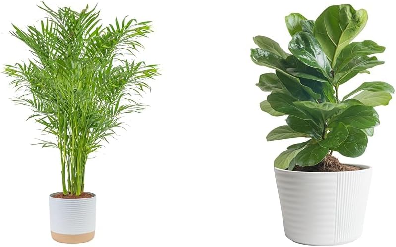 Amazon.com : Costa Farms Cat Palm, Live Indoor Houseplant in Garden ...