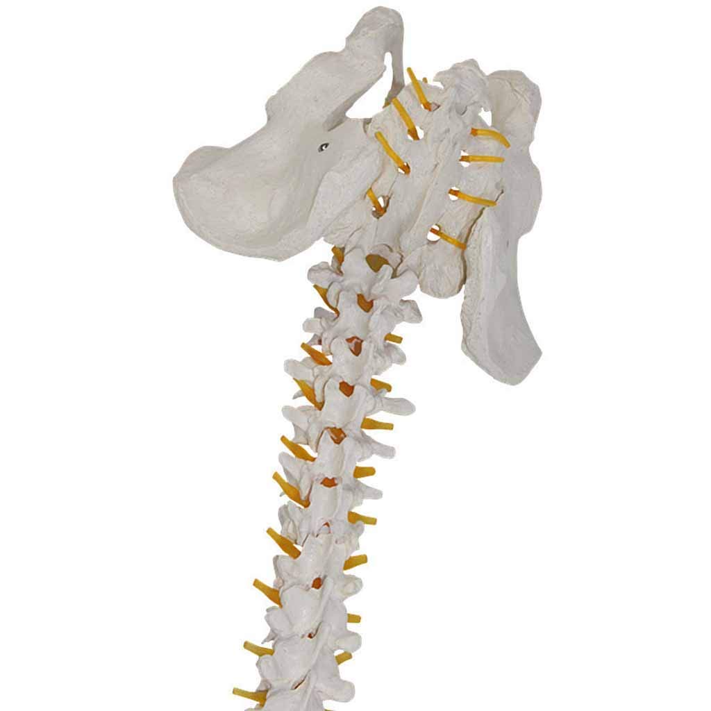 Buy Teaching model Human Anatomy Science Models, Classic Flexible Spine ...