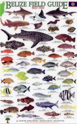 Belize Field Guide - Reef Fish: Rainforest Pubs: Amazon.com: Books