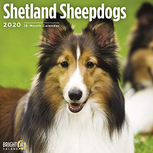 Shetland Sheepdogs Calendar 2020: BRIGHT DAY: 9781684602292: Amazon.com ...