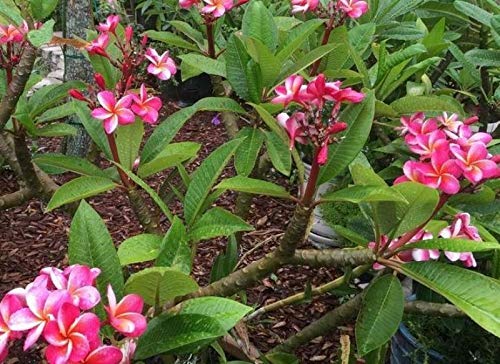 Kapebonavista® Lal Gulachin Frangipani Kathgolop Plumeria Rubra Living ...