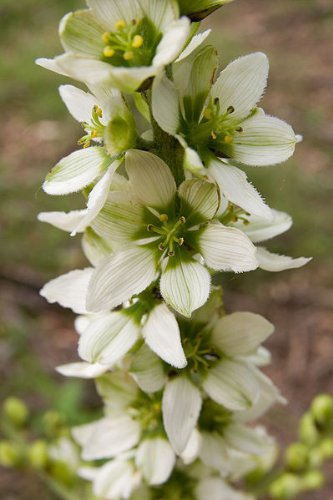 Amazon.com : 100 Virginia BUNCHFLOWER Lily (White Hellebore/Corn Lily ...