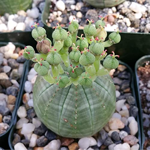 Euphorbia obesa - How to grow & care