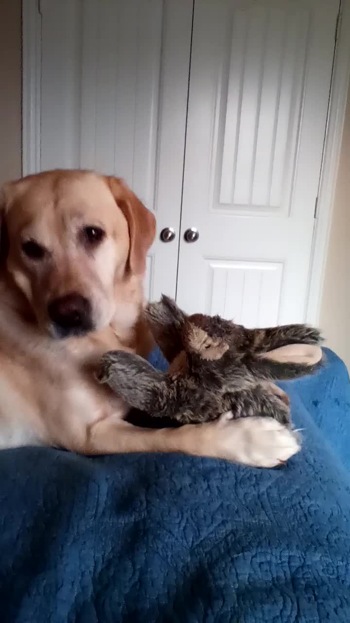 Watch Reba and Walter Rabbit on Amazon Live