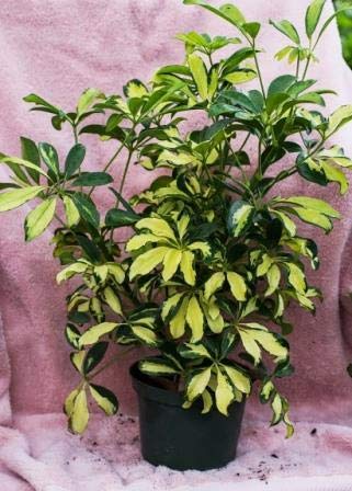LushGreen Landscaping Rare Variegated Schefflera Live Plant : Amazon.in ...