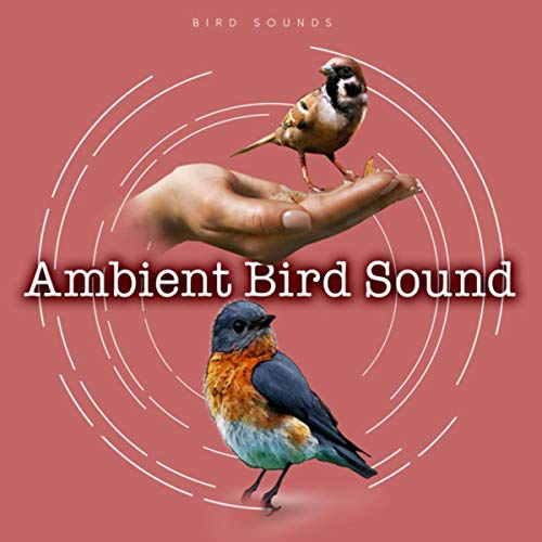 Play Ambient Bird Sound by Bird Sounds on Amazon Music