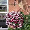 Amazon.com: Bloom Master Hanging Baskets - 2 Gallon (1 Pack) - Hanging ...