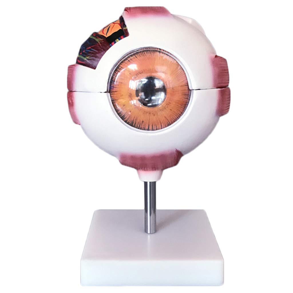 Buy Educational Model Eye Anatomical Model - 6 X Magnification Human ...