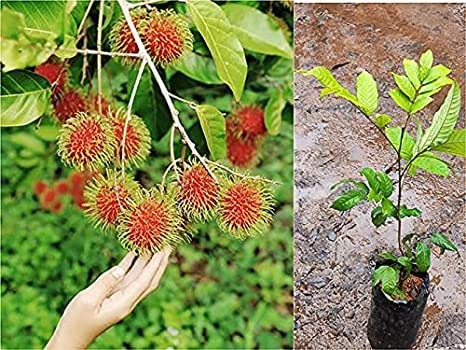 Cloud Farm Live Rare Red Rambutan Hybrid Exotic Fruit Seedling Live ...