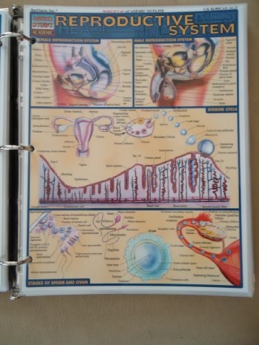Reproductive System by BarCharts, Inc. (1999) Loose Leaf: BarCharts Inc ...