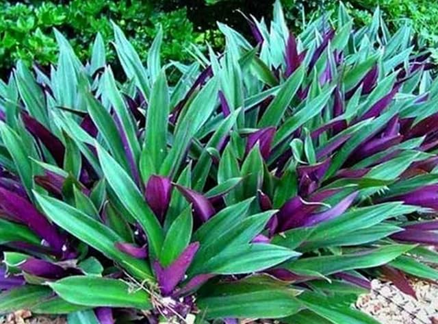 Amazon.com: TWO Outdoor Live Plants- Oyster Plant Purple & Green ...