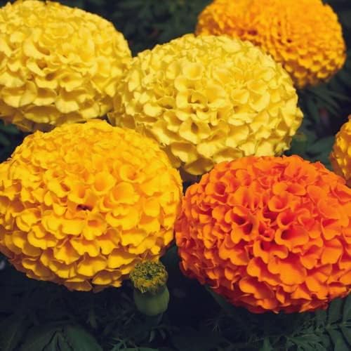 Amazon.com : Park Seed Marigold Flowering Plant Seed, Easy to Grow ...
