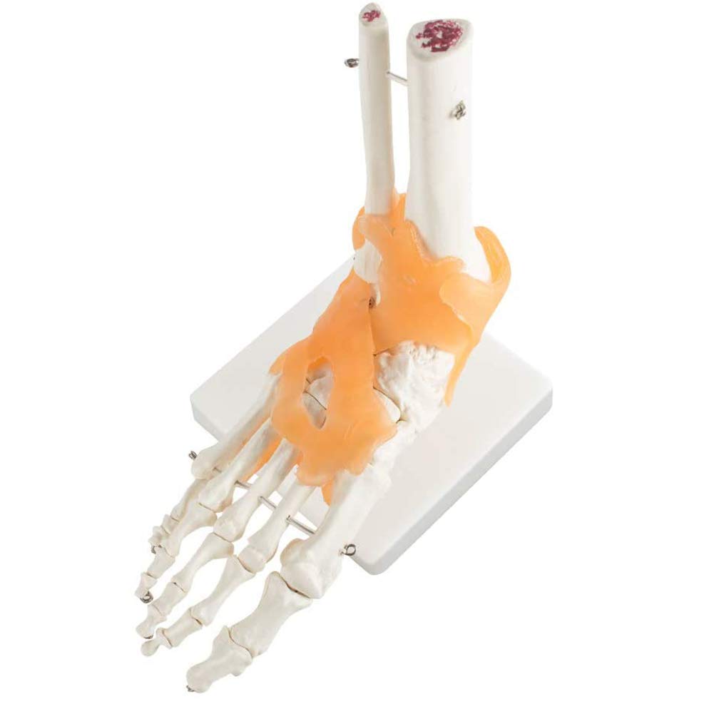 Buy DBSCD Human foot Skeleton Model with Ligaments, Flexible ...