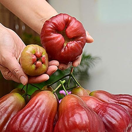 Creative Farmer Live Plants Rose Apple/Java Apple/Chambakka Cloud Apple ...