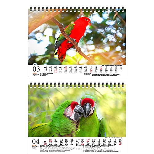Parrot Magic Parrots and Parakeets DIN A5 Desk Calendar for 2023 ...