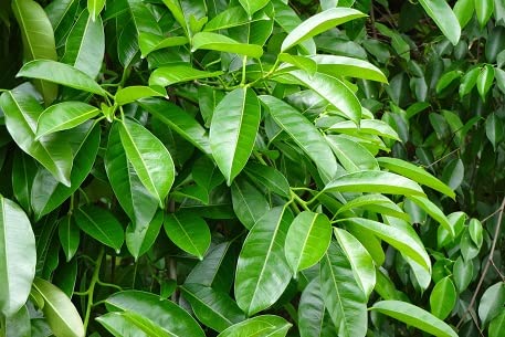 RR Plantation Pilkhan-Ficus virens Medicinal Plant (1 Live Healthy ...