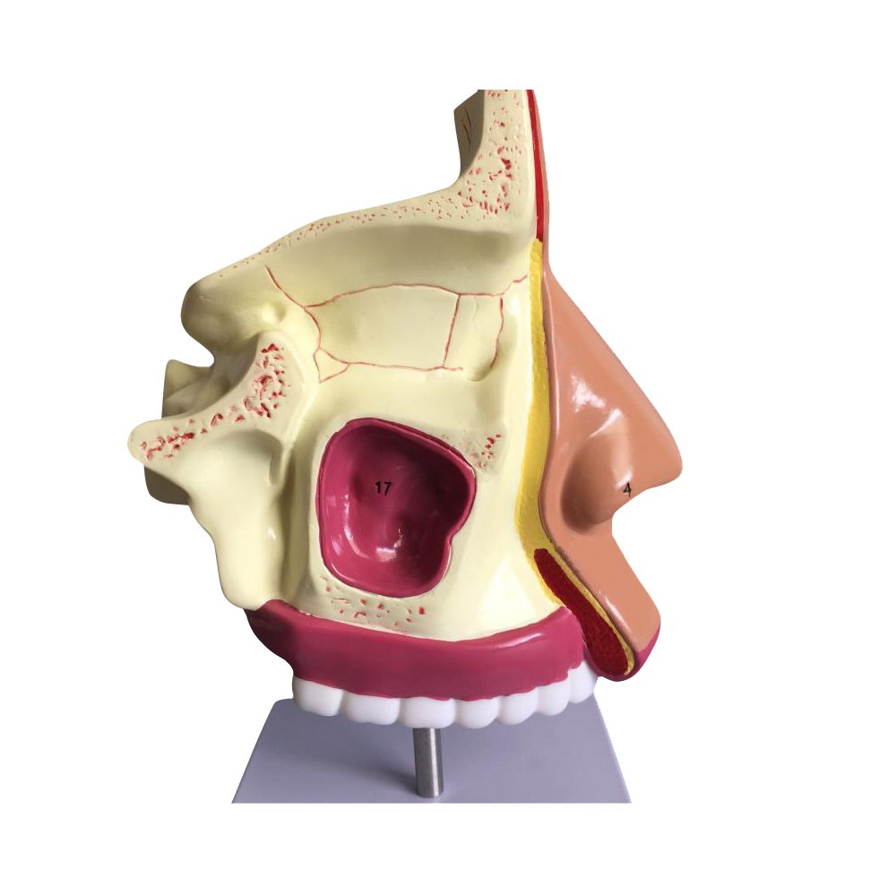 Buy Zeta 1.5X Nasal Cavity Model Nose Anatomical Model Simulation of ...