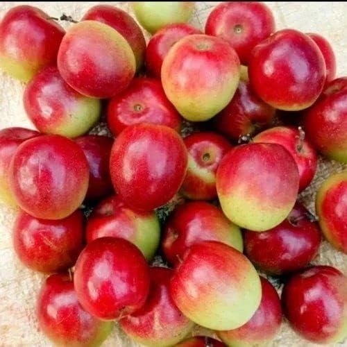 GOLDEN BLOOM Grafted Red Apple Ber Plant, Red Kashmiri Apple Ber Plant ...