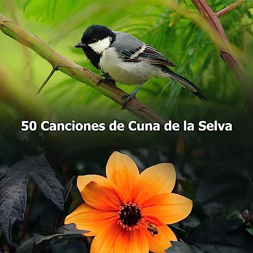 Amazon.com: 50 Canciones de Cuna de la Selva : Sonidos De La Selva ...