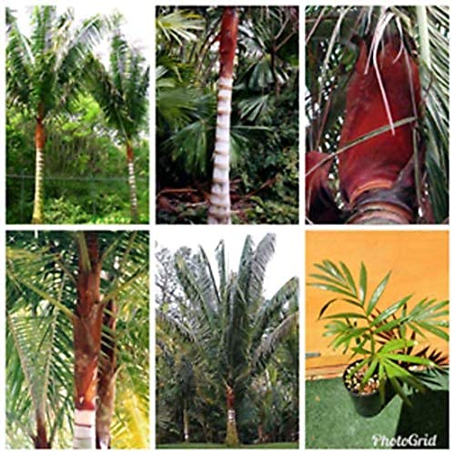 Rare Dypsis leptocheilos ' Redneck palm ' Plant For Indoor/Outdoor ...
