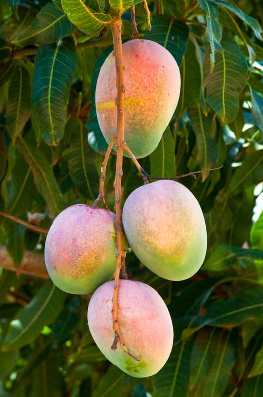 Sweet Grafted Katimon All time Mango Plant A8 : Amazon.in: Garden ...