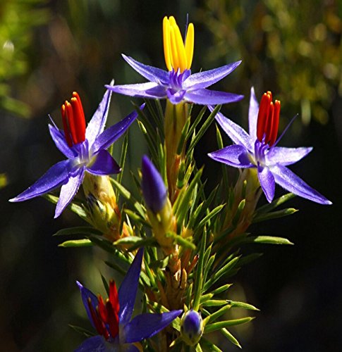 Futaba Calectasia Cyanea Flower Seeds-20Pcs : Amazon.in: Garden & Outdoors