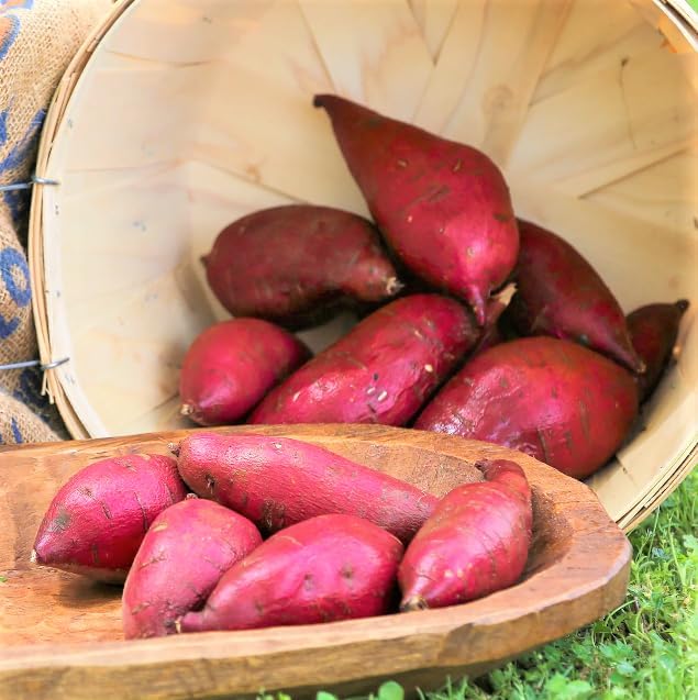 Amazon.com : 10 Red Sweet Potato Slips for Planting Outdoors, Sweet ...