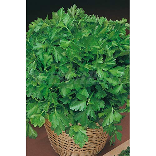 Qué hacer cuando el perejil se espiga: mejores consejos de siembra y ...