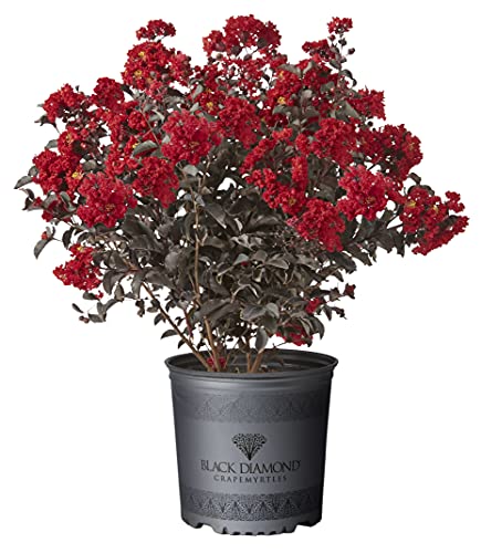How to Care for Black Diamond Crape Myrtle Fast-Growing Low Maintenance ...