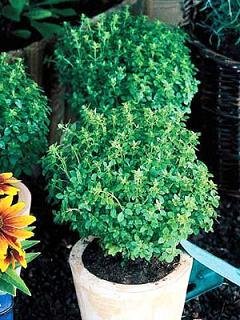 Boxwood Basil - How to grow & care
