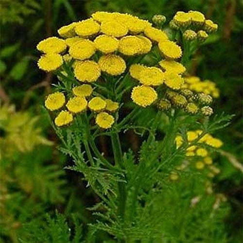 Tansy plant - How to grow & care
