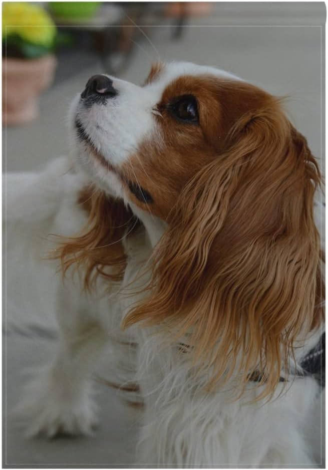 Amazon.com : HOKKIEN Cute Cavalier King Charles Spaniel Dog Garden Flag ...
