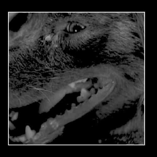 Amazon.com: Stray Dog: CDs & Vinyl