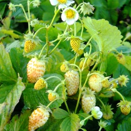 Yellow Strawberry plant with fruit (Pack of 2) : Amazon.in: Garden ...