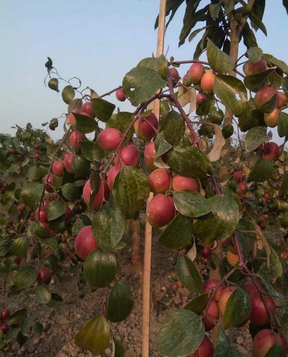 Creative Farmer Rare Red Sundari Apple Ber Jujube Fruit Layering Live ...