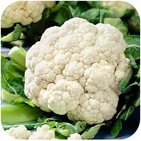 Cauliflower Summer 'Amazing' Mini Plug Plants x 12 'Grow Your Own ...