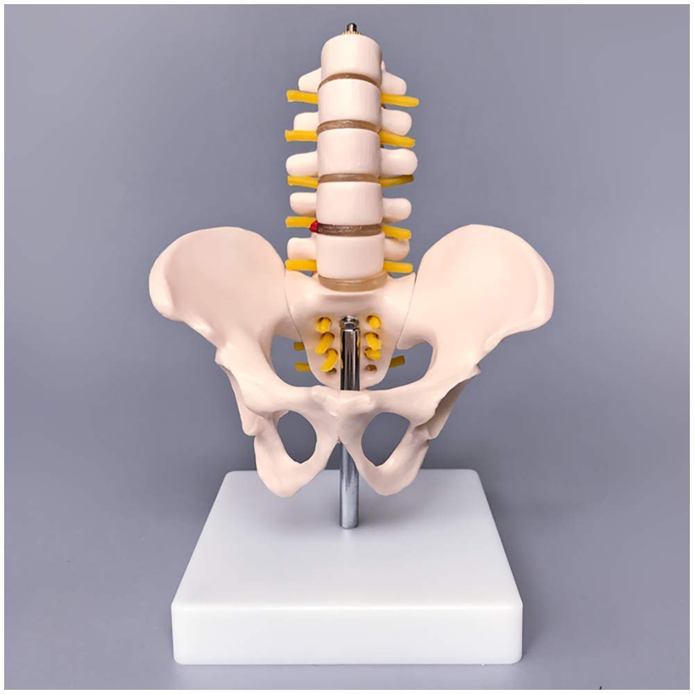 Buy Professional Educational Model Medical Anatomical Pelvic Model ...