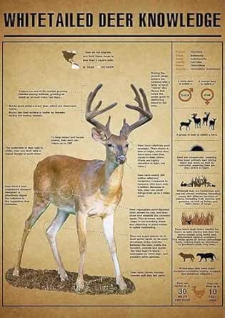 White-Tailed Deer Knowledge Metal Tin Signs Anatomy Of White-Tailed Deer Information Retro ...
